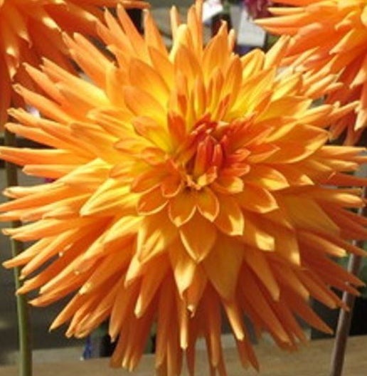 AC Ana Lisa – Cincinnati Dahlia Society