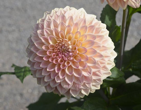 Bloomquist Alan – Cincinnati Dahlia Society
