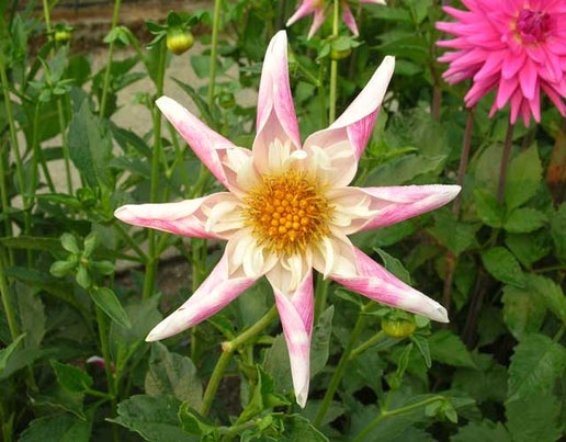 Baron Nikki – Cincinnati Dahlia Society