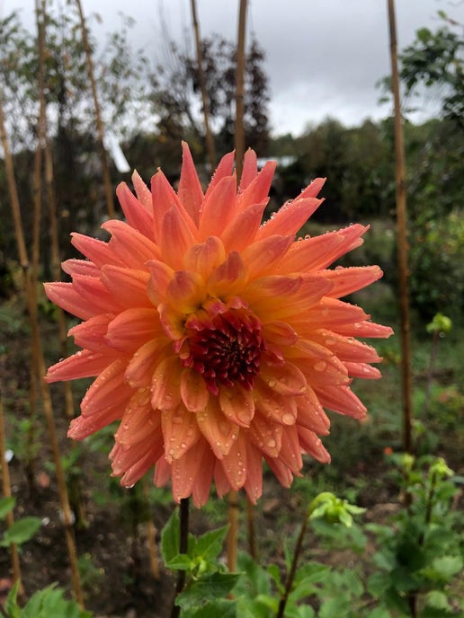 Bloomquist Karen G – Cincinnati Dahlia Society
