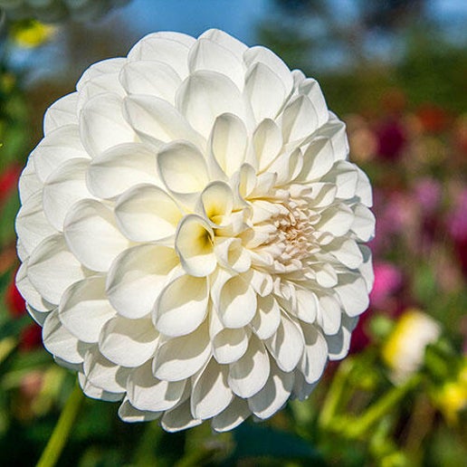 Boom Boom White – Cincinnati Dahlia Society