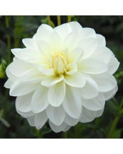 Bridezilla – Cincinnati Dahlia Society