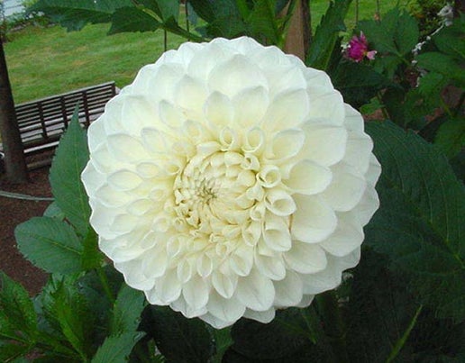 Brookside Snowball – Cincinnati Dahlia Society
