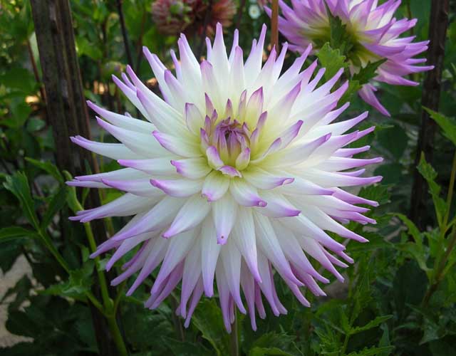 DAHLIA CLASSIFICATIONS – Cincinnati Dahlia Society