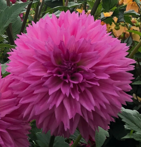 EV Miss Bonnie – Cincinnati Dahlia Society