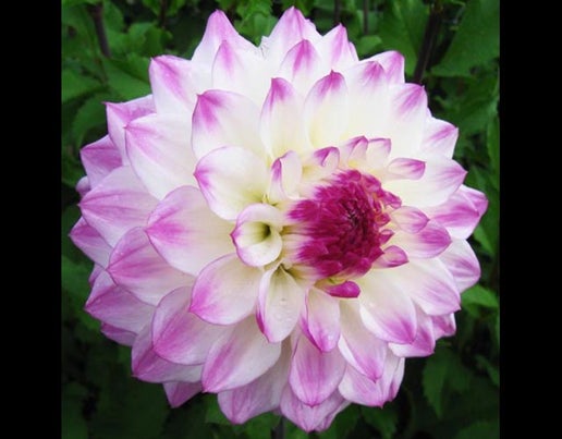 Hapet Blue Eyes – Cincinnati Dahlia Society