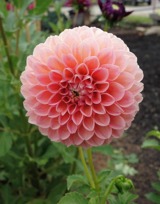 Hillcrest Suffusion – Cincinnati Dahlia Society