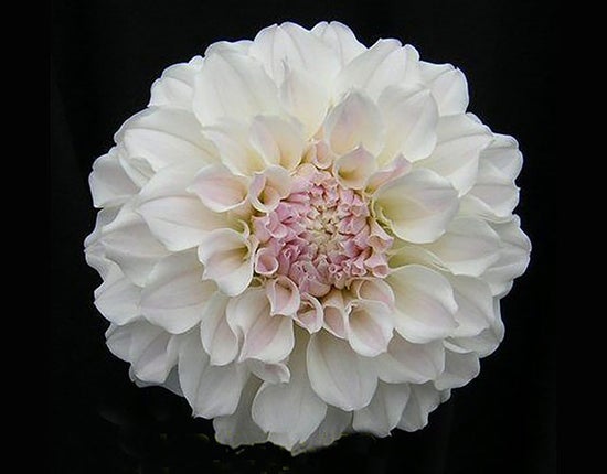 Irish Ruffles – Cincinnati Dahlia Society