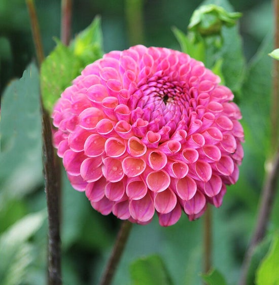 Isabel – Cincinnati Dahlia Society