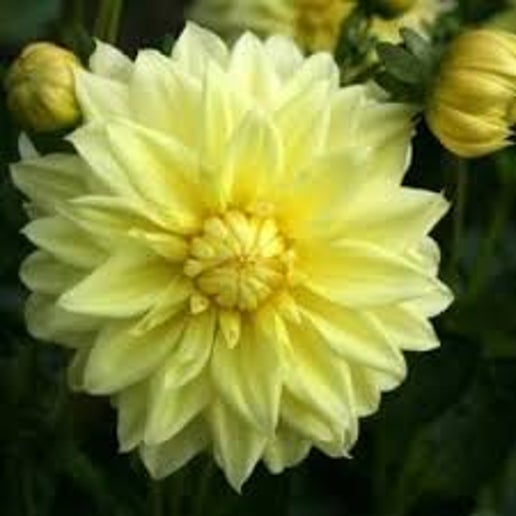 James Albin – Cincinnati Dahlia Society