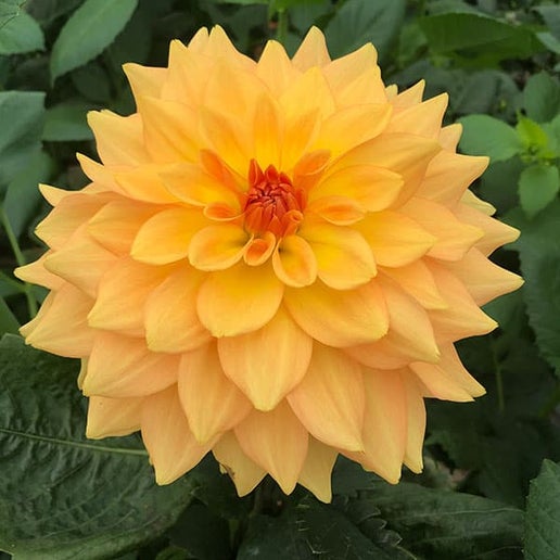 Karma Gold – Cincinnati Dahlia Society