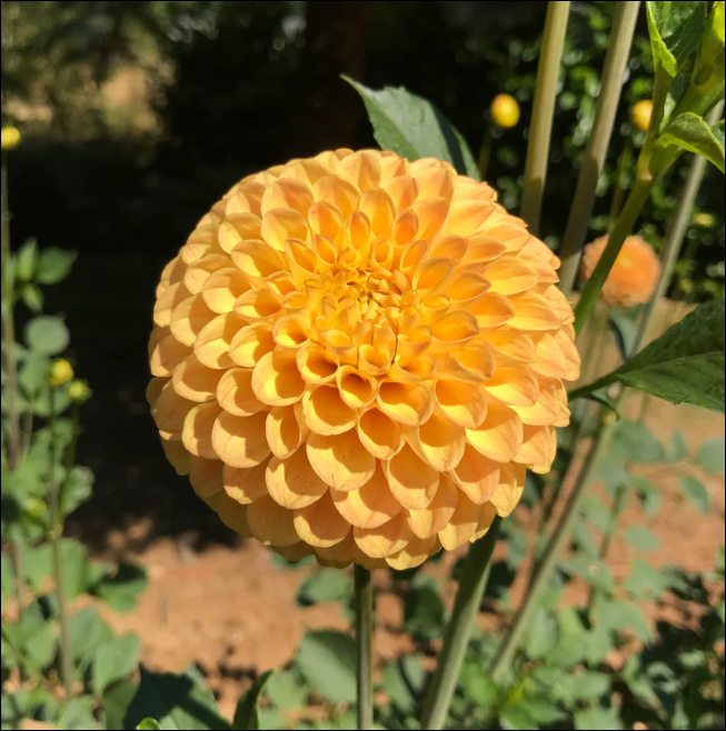 MAKS Mario – Cincinnati Dahlia Society