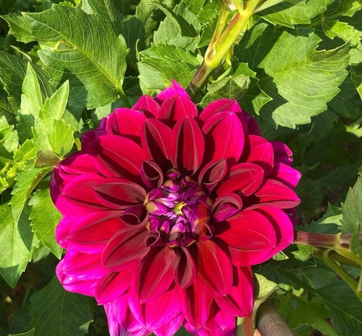 Midnight Dancer – Cincinnati Dahlia Society