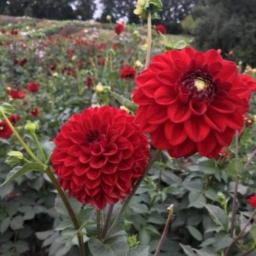 Red Symphony – Cincinnati Dahlia Society