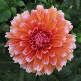 DAHLIA CLASSIFICATIONS – Cincinnati Dahlia Society