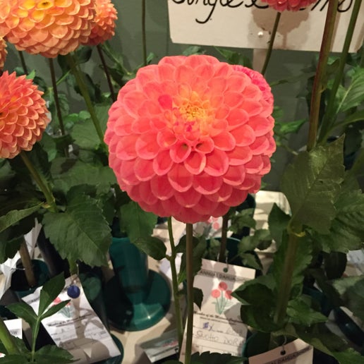 Sonic Bloom – Cincinnati Dahlia Society