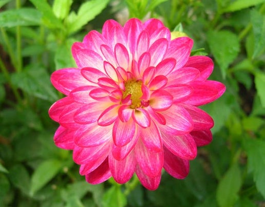 Stillwater Raspberry – Cincinnati Dahlia Society
