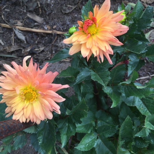 Tropic Sun – Cincinnati Dahlia Society
