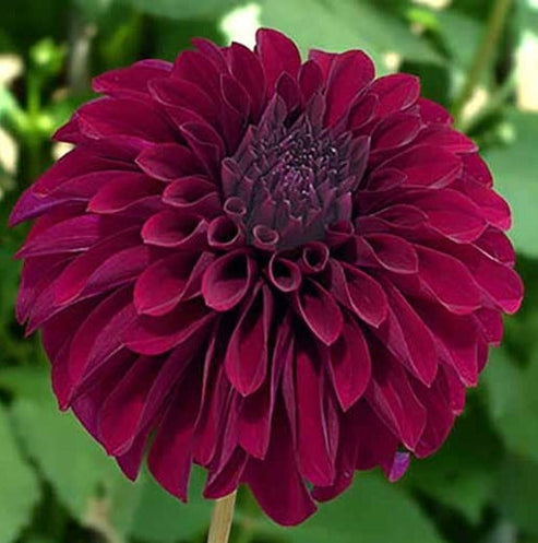 Woodland's Merinda – Cincinnati Dahlia Society